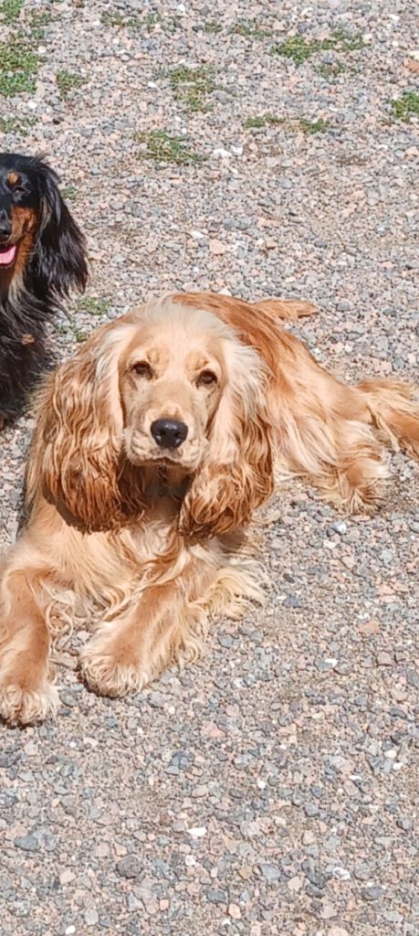 Accueil - Elevage Nathalie Rogues - eleveur de chiens Cocker Spaniel ...
